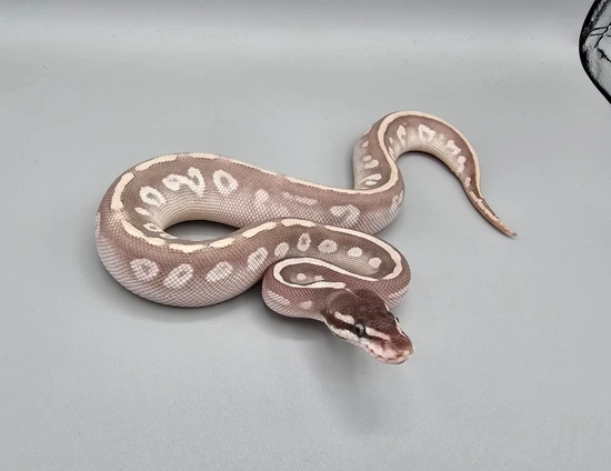 Super Phantom Ball Python by Frosty Pythons