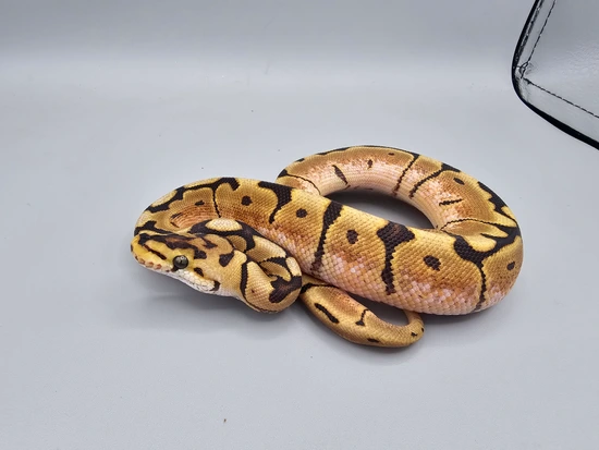 Cryptic Vanilla Spider Het Ultramel Ball Python by Frosty Pythons