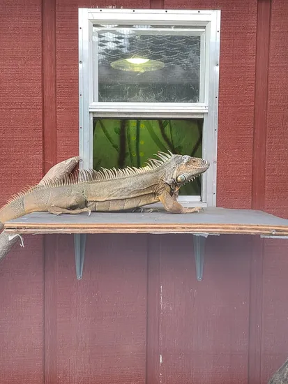 Odin-Green Iguana by Fresh Start Rescue Inc