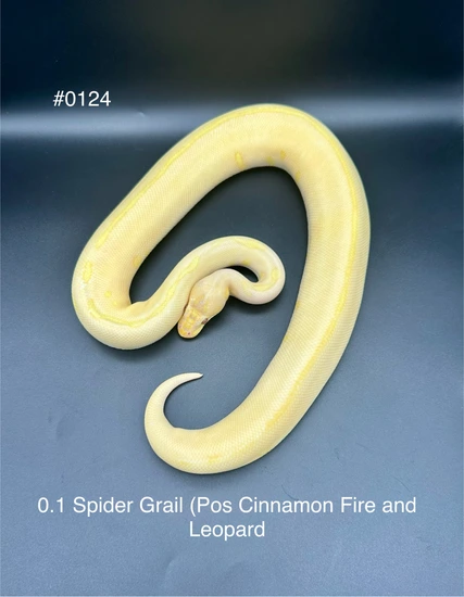 Spider Grail (Pos Fire, Cinnamon, And Leopard) Ball Python by Get ...