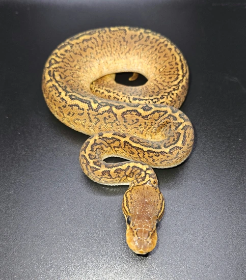 Monsoon Het Clown Ball Python by Get Morphed BP