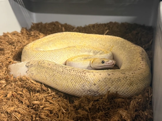 Super Pastel Champagne Cinnamon Ball Python by Full Throttle Reptiles