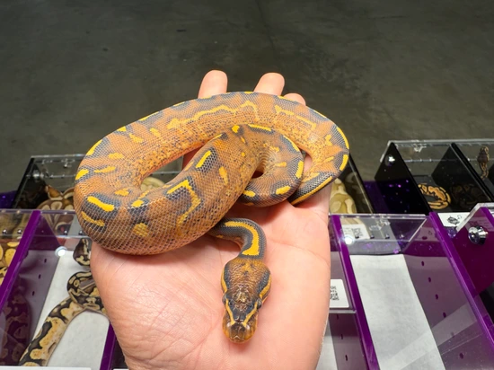 Super Gravel Ball Python by Full Throttle Reptiles