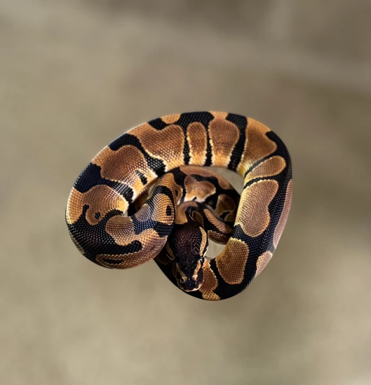 Female Enchi Het Desert Ghost Ball Python by Funkytown Exotics