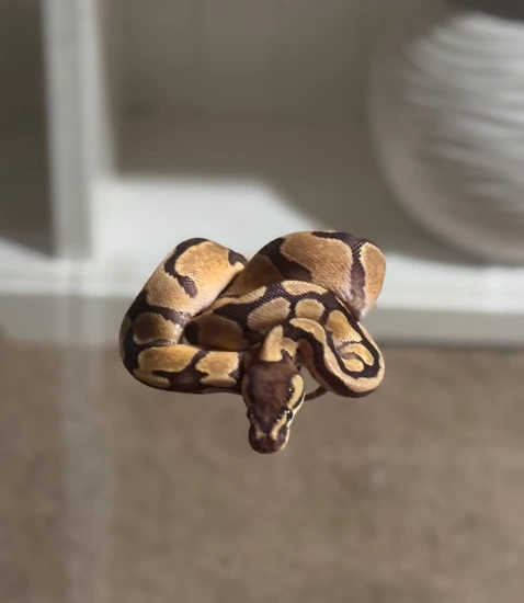 2025 Female Enchi Yellow Belly/Spark Ball Python by Funkytown Exotics