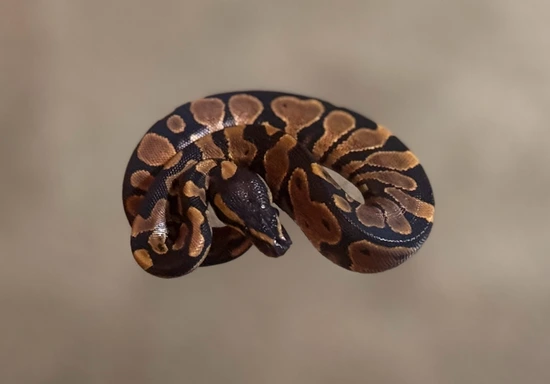 Male Asphalt 50% Het Pied Ball Python by Funkytown Exotics