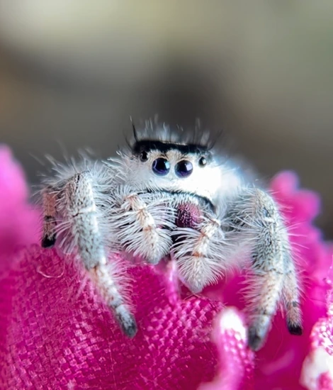 “Rain” - White Phase Phiddipus Regius “Regal” Jumping Spider by Fusion ...