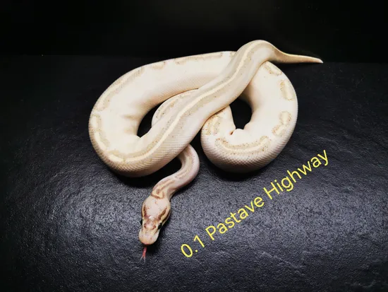 Pastave Highway Ball Python by G-Snakes
