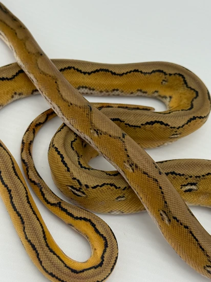 Lemon Glow Sunfire Het Indo/Purple Reticulated Python by Rock’in Retics ...