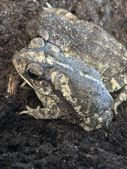 Gulf Coast Toads by Texas Coastal Insects