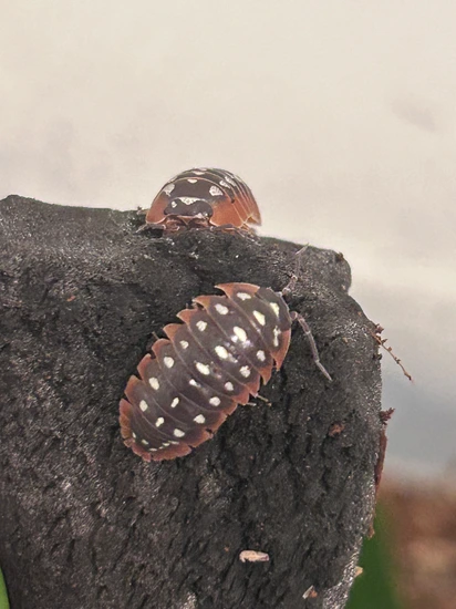 10+ Armadillidium Kluggi Montenegro Isopod by Texas Coastal Insects
