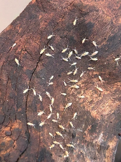 100+ White Tropical Springtails (Multiple Available) Isopod by Texas ...