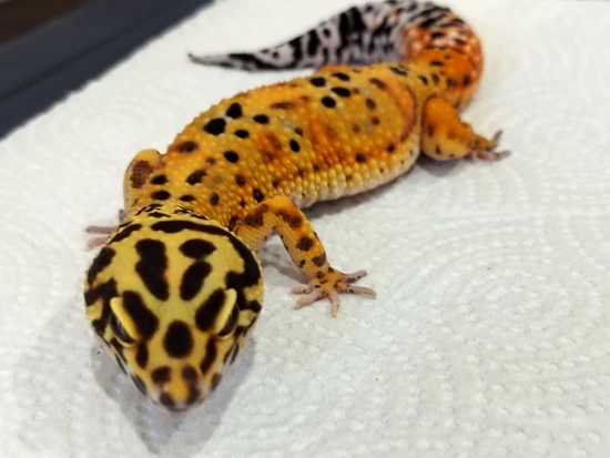 Atomic Joker Leopard Gecko by Gage boy reptiles