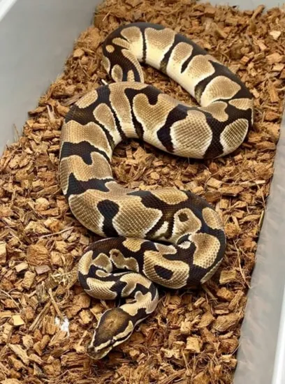 Orange Dream Blade Het Clown Ball Python by GL Reptiles