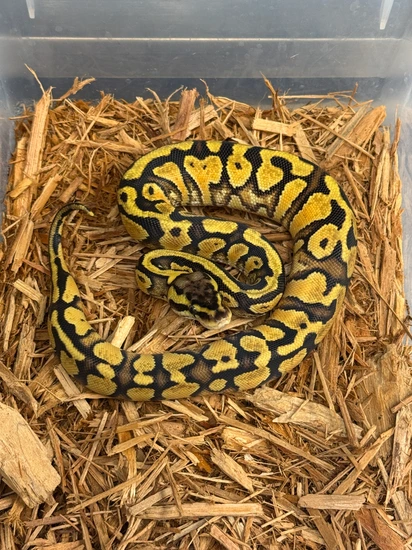 Pastel Enchi Het Paint Clown Ball Python by GL Reptiles