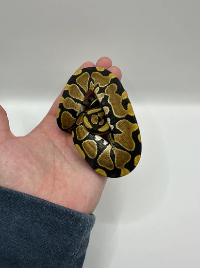 Normal 66%het Puzzle Ball Python by Flight Crew Exotics