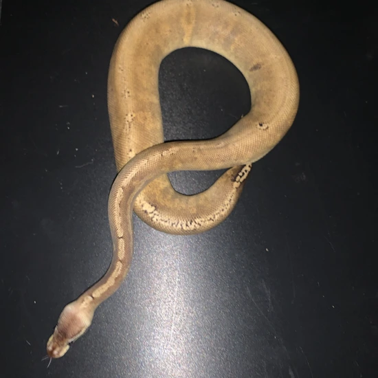 GHI Leopard Black Pewter Butter 50%het Hypo Paradox Ball Python by Lume ...