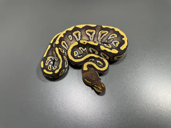 Cinder Mojave Het Hypo PH Clown Ball Python by TRIGG Reptiles
