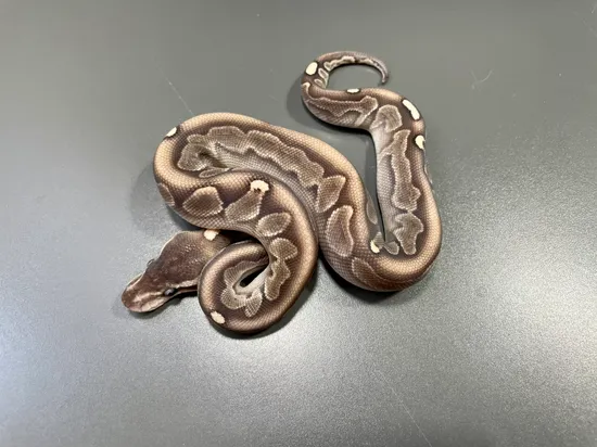 GHI Cinnamon Special Ball Python by TRIGG Reptiles