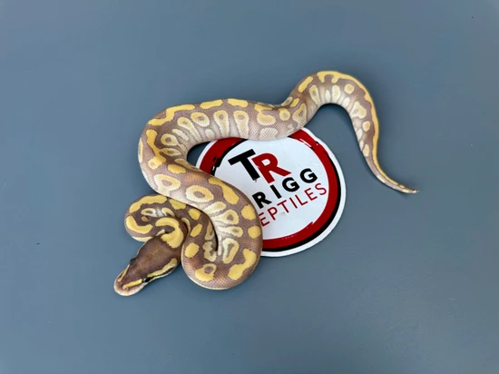Special Mystic Het Clown Ball Python by TRIGG Reptiles