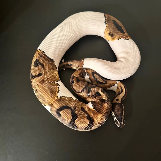 Piebald Het Ultramel Ball Python by Gardner Reptiles
