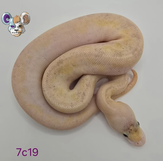 Female Pastel Champagne Spotnose Vpi Het Clown Het Albino Ball Python by Garland Exotics
