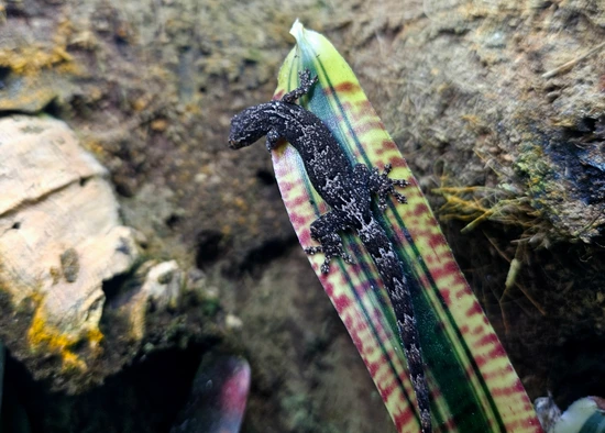 Normals Mourning Gecko by Mad Science Exotics