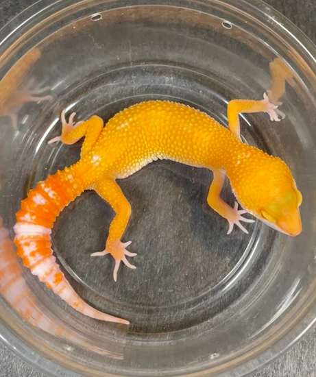 Tremper Tangerine Leopard Gecko by Northeast Ohio Herpetoculture