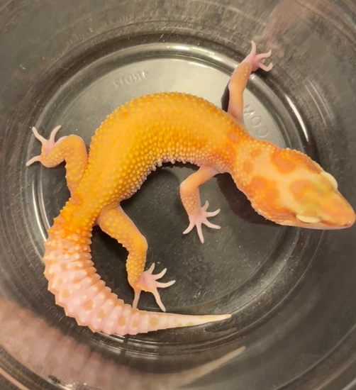 RAPTOR Tremper Albino Eclipse Leopard Gecko by Northeast Ohio ...