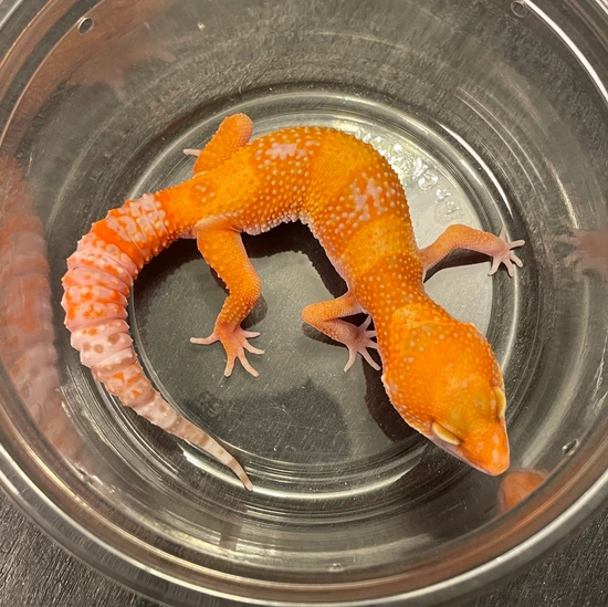 Firewater Tangerine Rainwater Leopard Gecko by Northeast Ohio ...