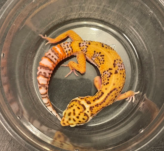 Bell Albino Leopard Gecko by Northeast Ohio Herpetoculture