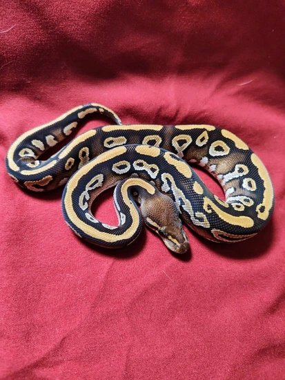 Mojave Ball Python by Red Rose Pythons LLC