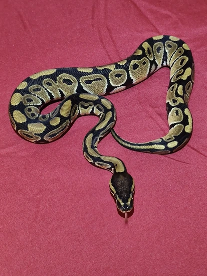 Normal DH VPI/clown Ball Python by Red Rose Pythons LLC