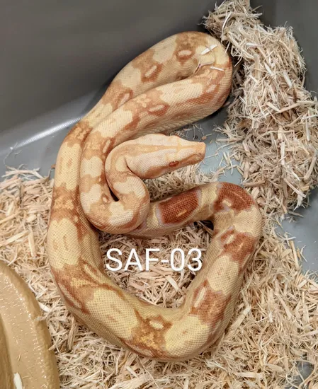 Sharp Albino Boa Constrictor by GS Reptiles