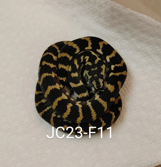 Jungle Female Jungle Carpet Python by GS Reptiles