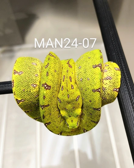 2024 CH Manokwari Green Tree Python by GS Reptiles