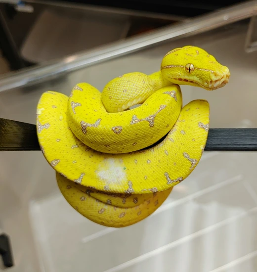 2024 Manokwari Female Green Tree Python by GS Reptiles