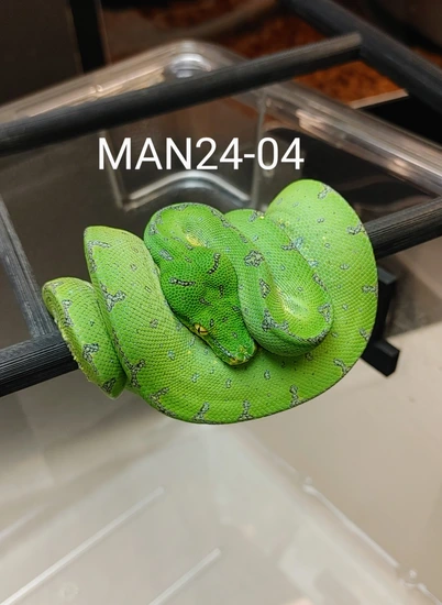 2024 Manokwari Male Green Tree Python by GS Reptiles
