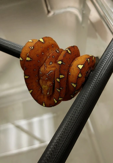 2025 Pure Manokwari Green Tree Python by GS Reptiles