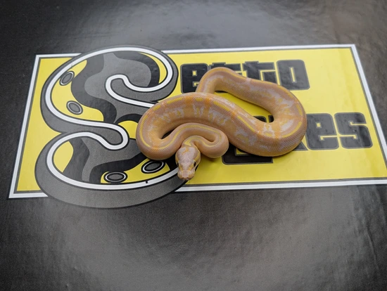 Banana Highway Ball Python by Setto Snake