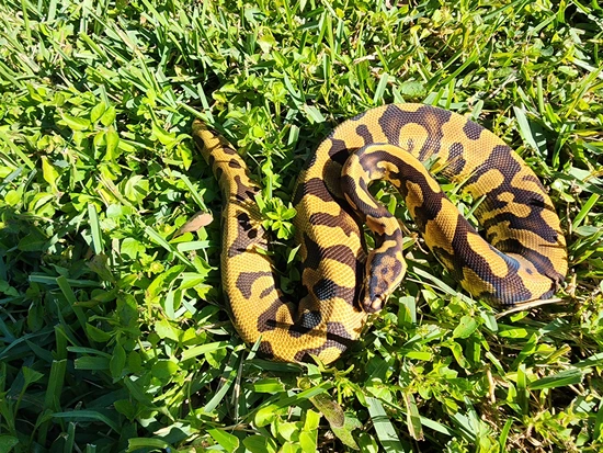 Acid Enchi Yellow Belly Ball Python by Bubblehead