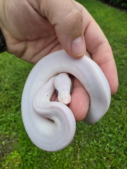 Bel (Super Lesser) Het Hypo Ball Python by Bubblehead