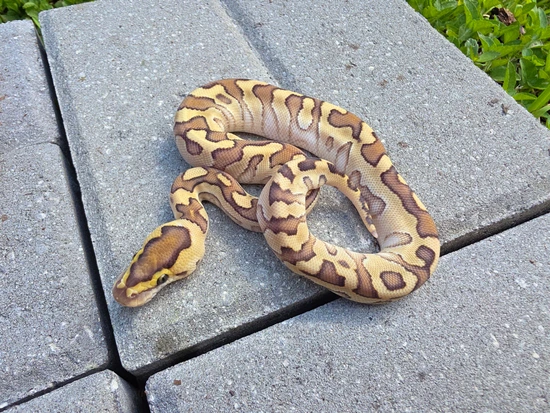 Lesser Enchi Crypton (Het Clown Het Cryptic) Ball Python by Bubblehead