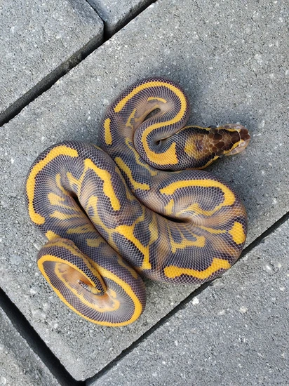 Highway Het Desert Ghost 50% Het Hypo Ball Python by Bubblehead