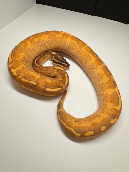 Enchi Freeway Ball Python by GSconstrictors
