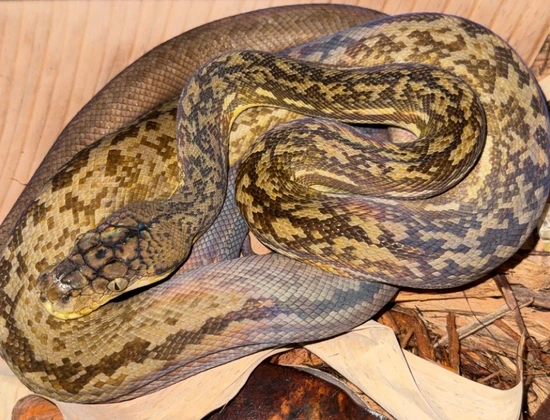 Timor Python by Rayne’s Reptiles