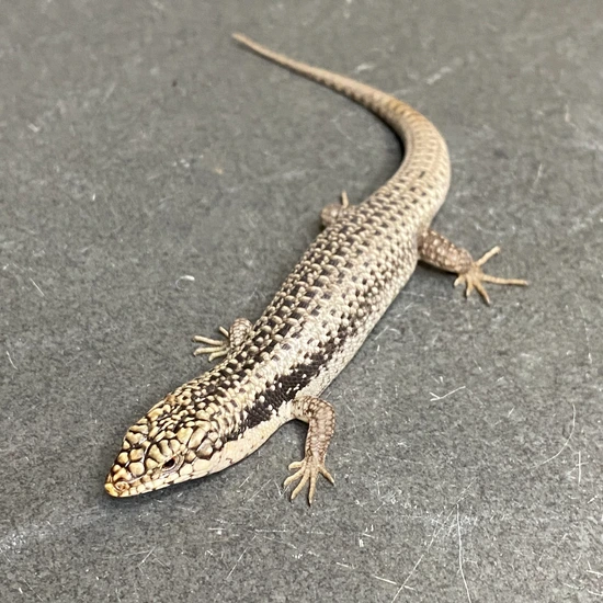 Striped Tree Skink (Egernia Striolata ID: (ID: 24CJ1) More Skink by ...