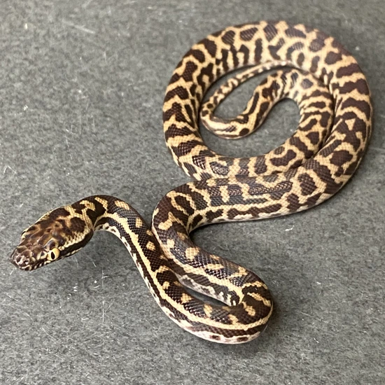 Western. (Wheatbelt) Stimson's Python (Female ID: 24HV4F) by Great ...