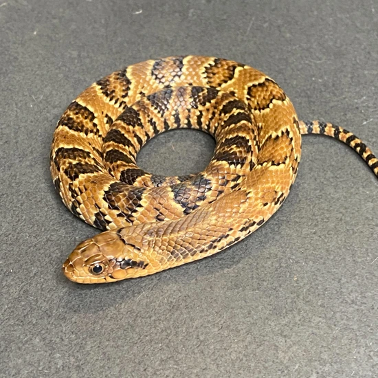 False Water Cobra (Male ID: 24GM2M) by Great Basin Serpentarium, LLC