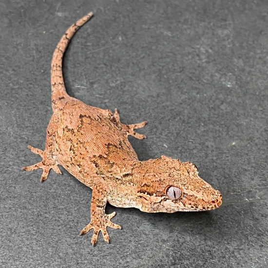 Gargoyle Gecko (ID:24IJ1) by Great Basin Serpentarium, LLC